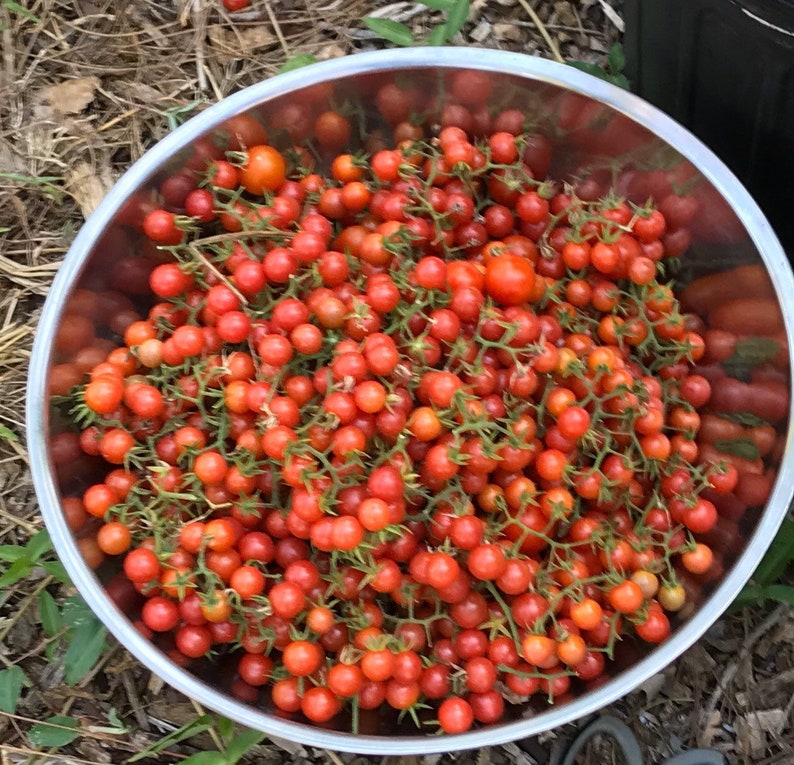 Heirloom Everglades Tomato Seeds - Etsy