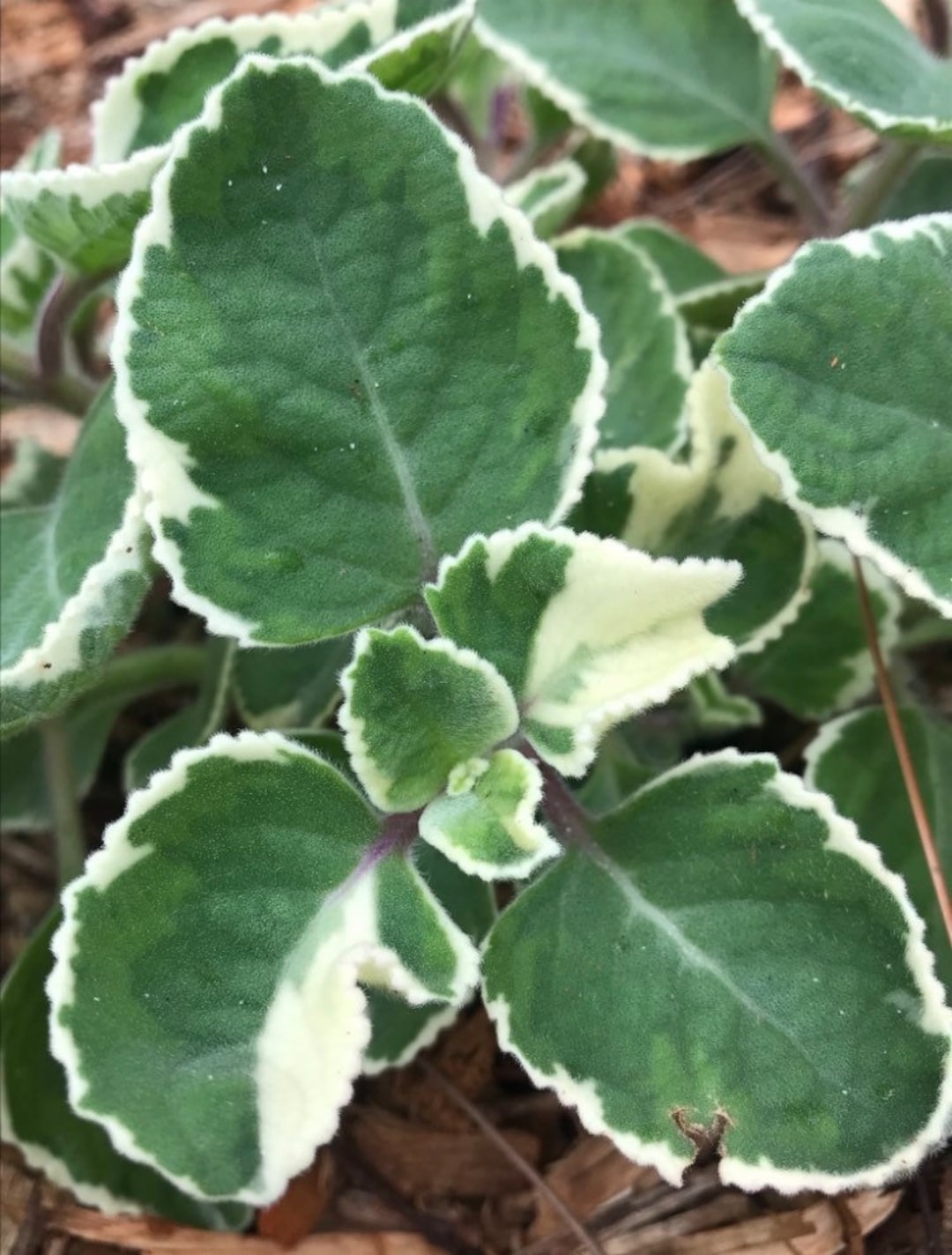Variegated Cuban Oregano Cuttings coleus Amboinicus FLORIDA GROWN - Etsy