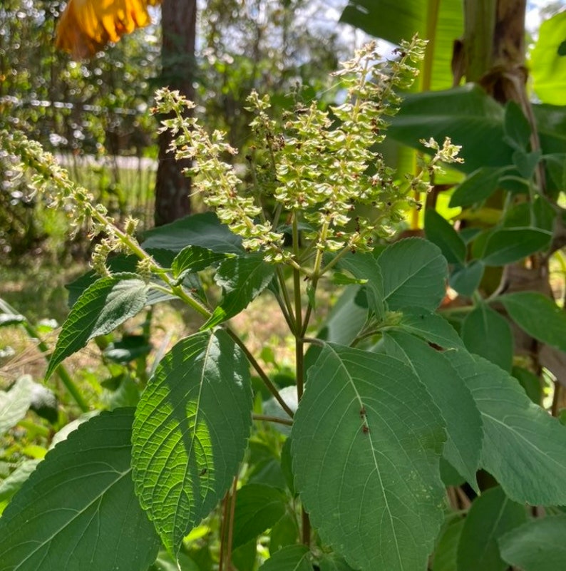 African Nunum Basil Seeds ocimum Gratisimum - Etsy