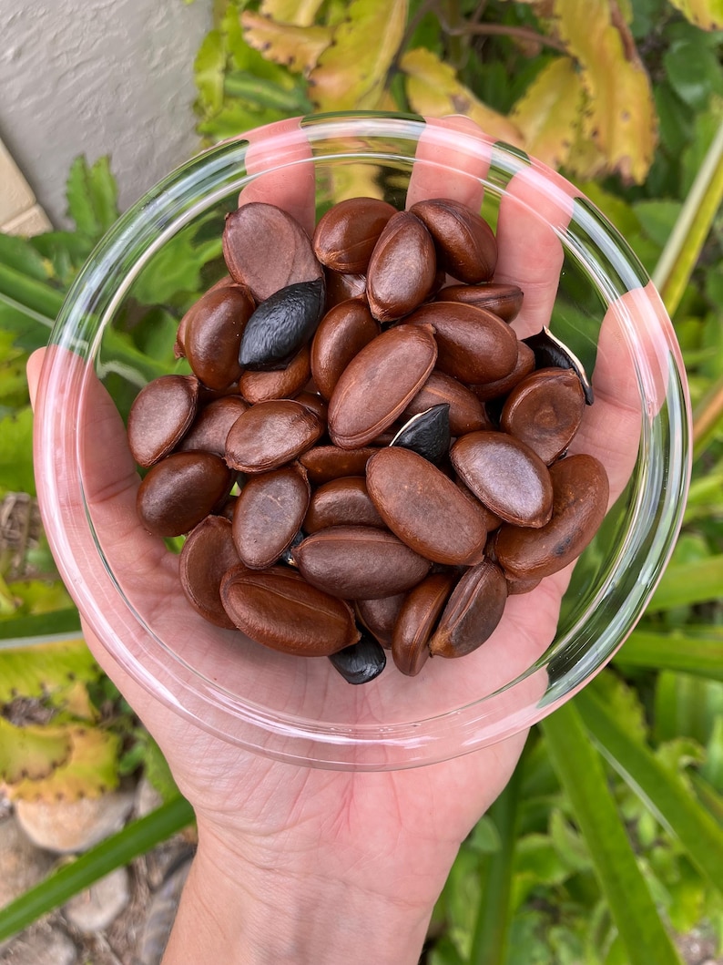 Tropical Fruit Tree Seeds (assorted) - Etsy