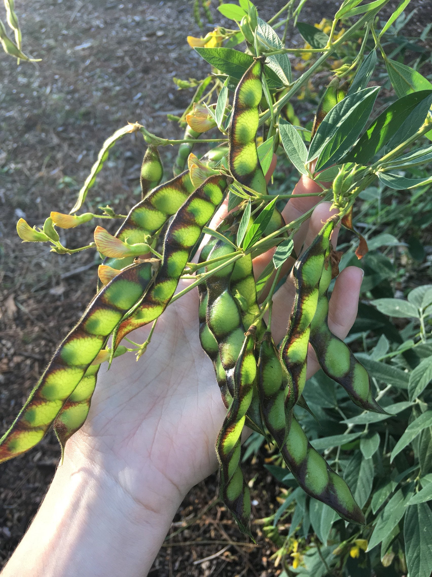 Pigeon Pea Seeds Red Gram | Etsy