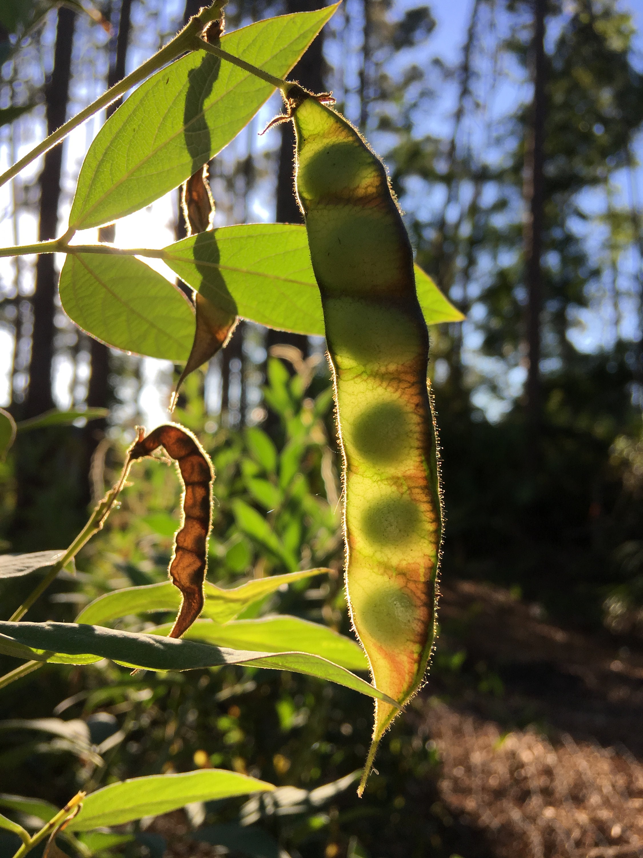 Pigeon Pea Seeds Red Gram | Etsy