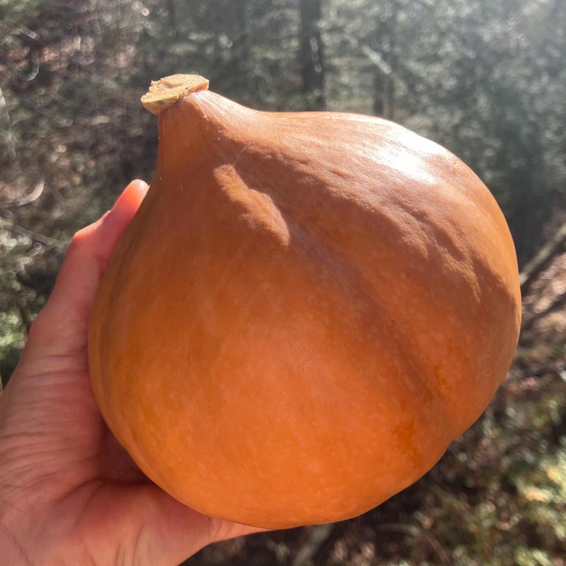 Heirloom Seminole Pumpkin - Etsy