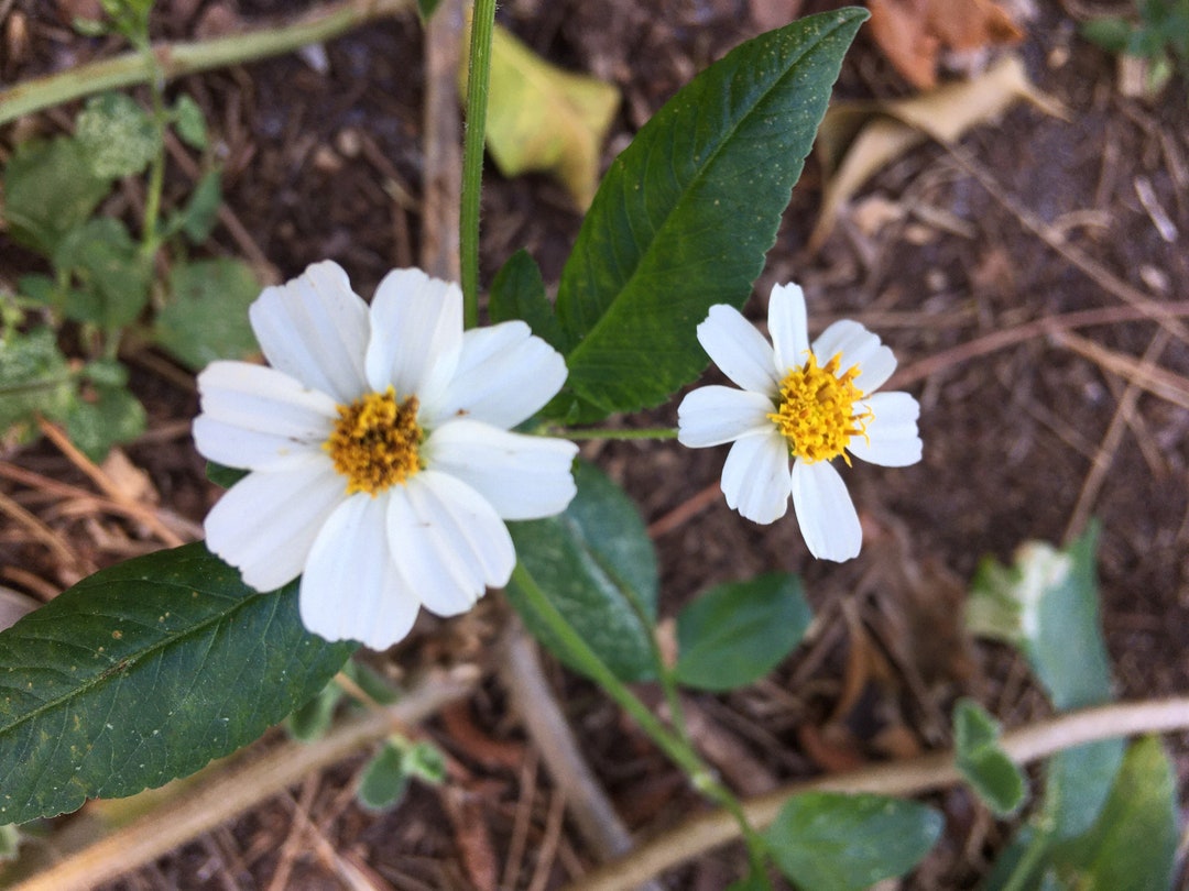 Spanish Nettle Seeds -- Butterfly Nectar Plant (bidens Alba) - Etsy