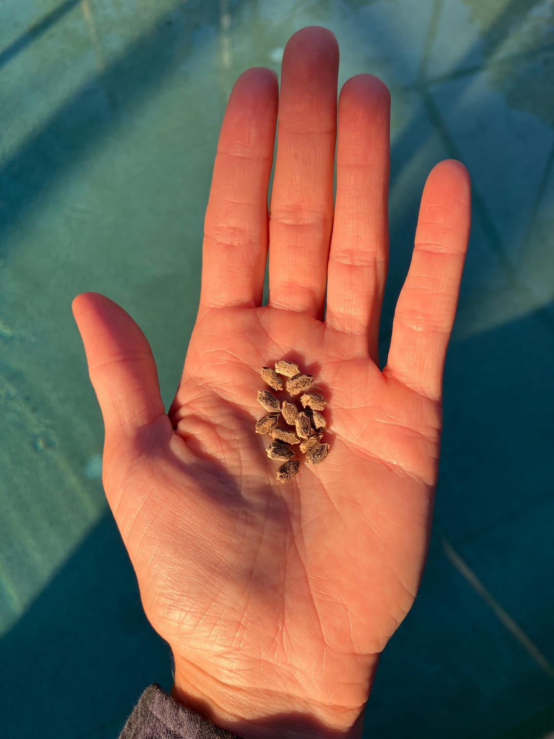 Cerasee Seeds (momordica Charantia) - Etsy