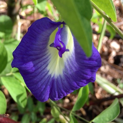 15 Butterfly Pea Seeds Asian Pigeonwings Blue Pea Blue - Etsy