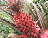 Brazilian Red Pineapple Plant | The Green Head