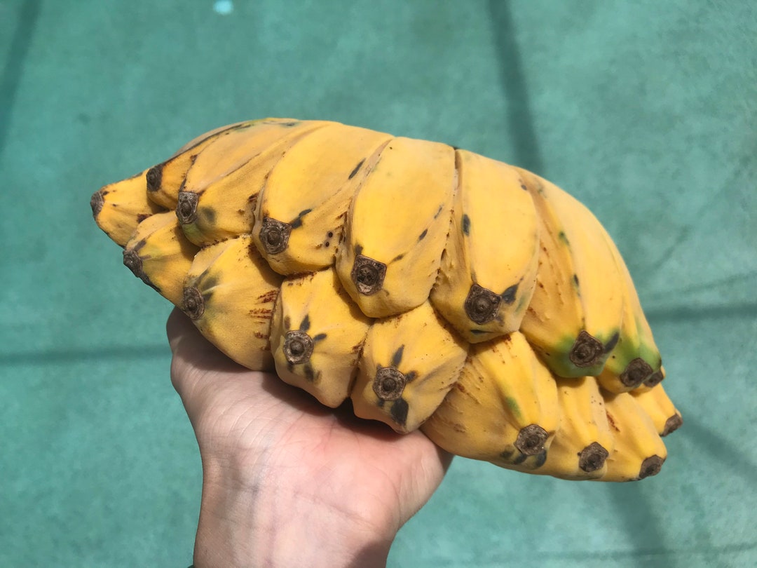 Praying Hands Bananas — IN SEASON - Etsy