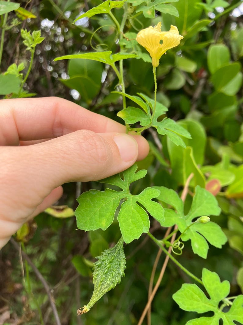 Cerasee Seeds (momordica Charantia) - Etsy
