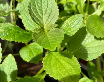 African Potato Mint - Etsy