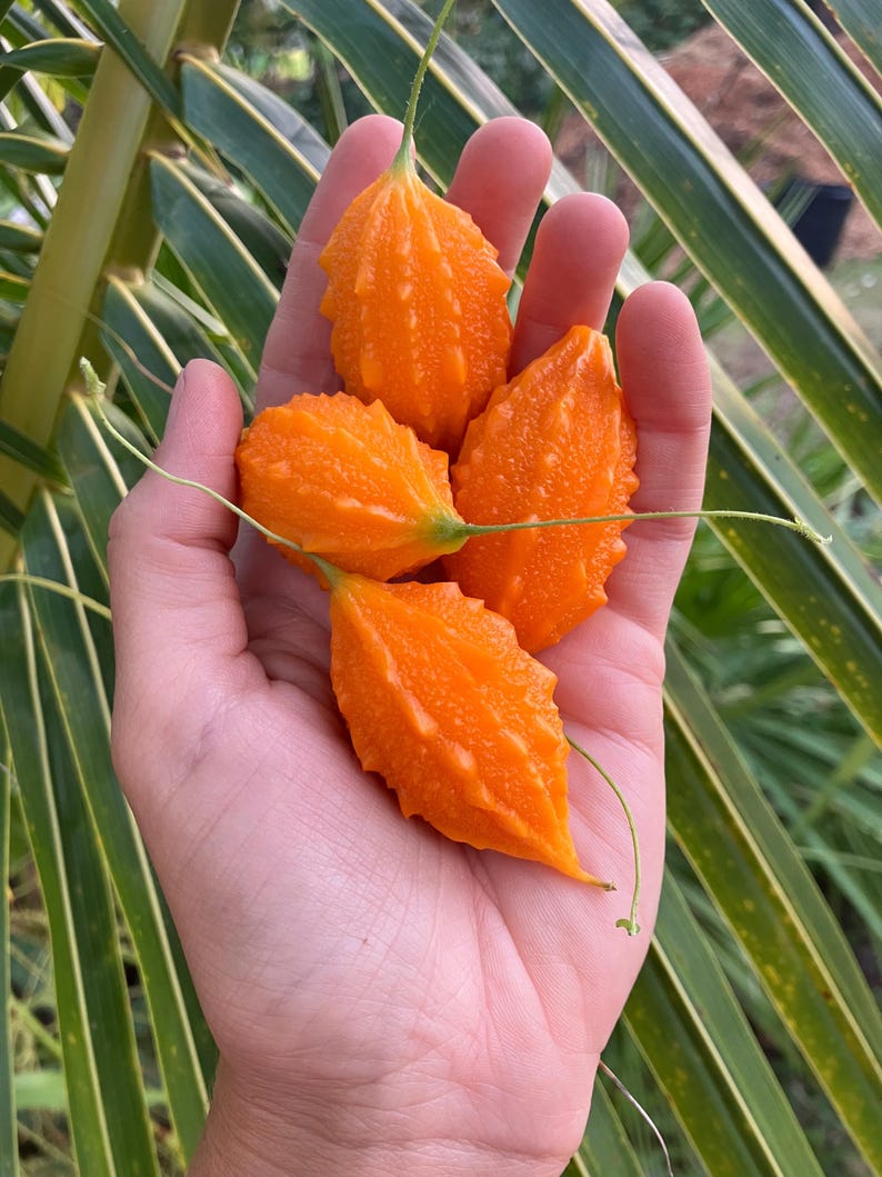 Cerasee Seeds (momordica Charantia) - Etsy