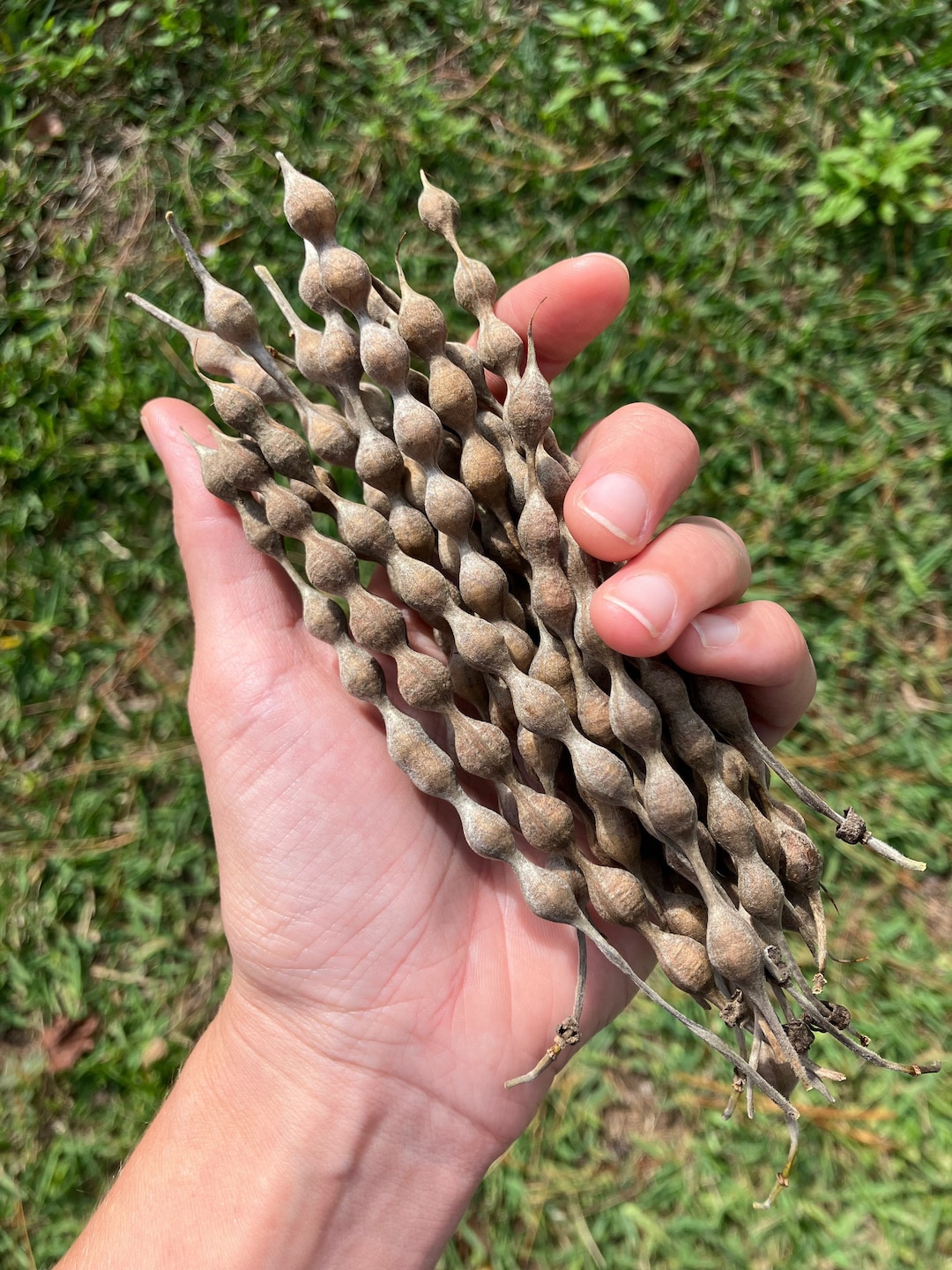 Necklace Pod Seeds (sophora Tomentosa) - Etsy