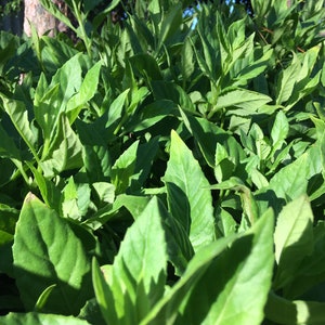 Longevity Spinach Cuttings (gynura Procumbens) - Etsy