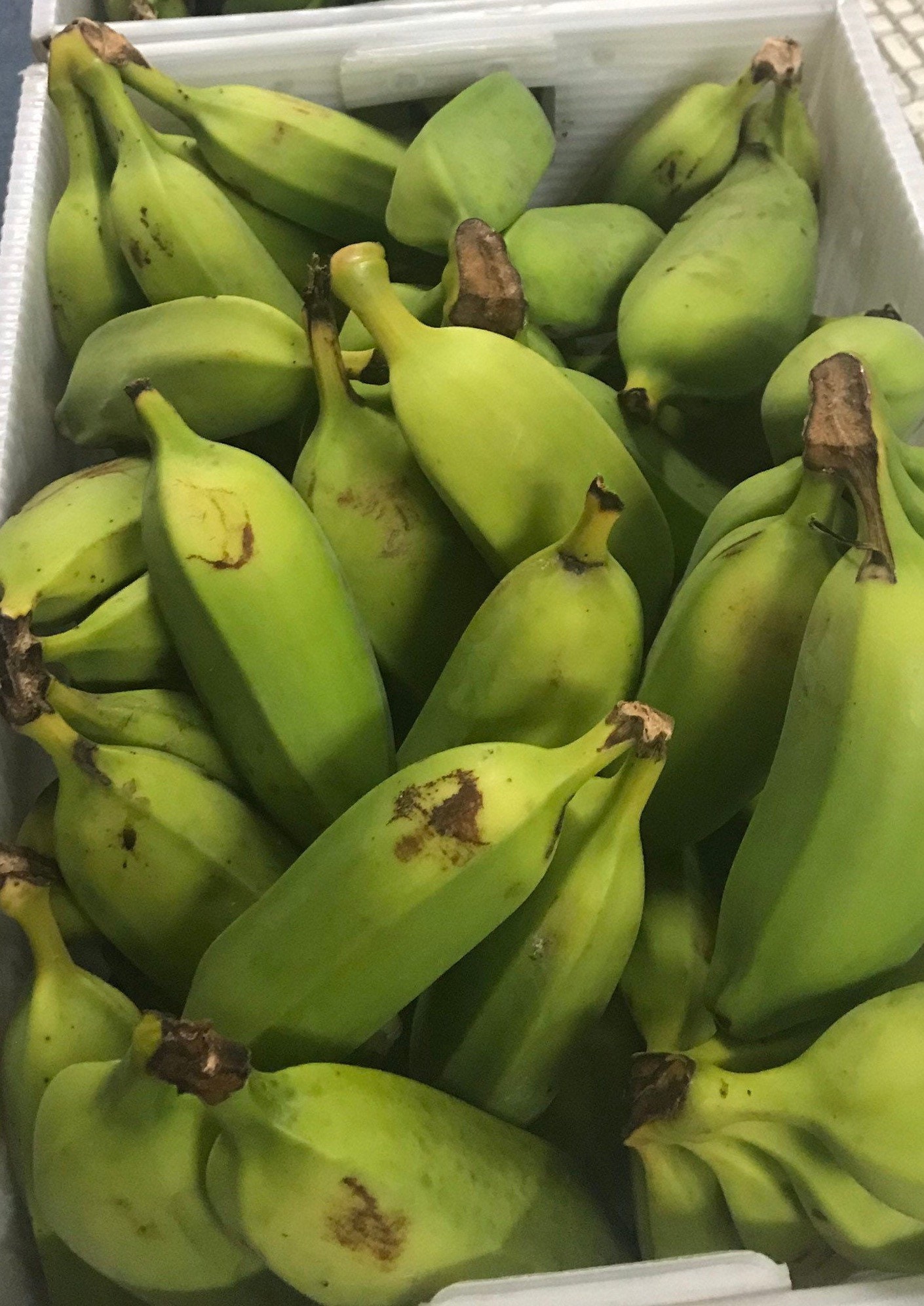 Orinoco Bananas Fresh Tropical Fruit in Season | Etsy