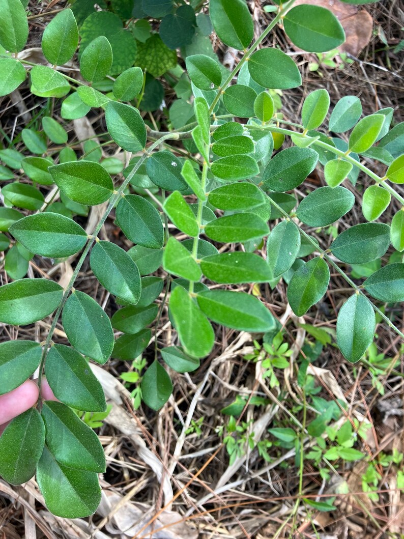 Necklace Pod Seeds sophora Tomentosa - Etsy