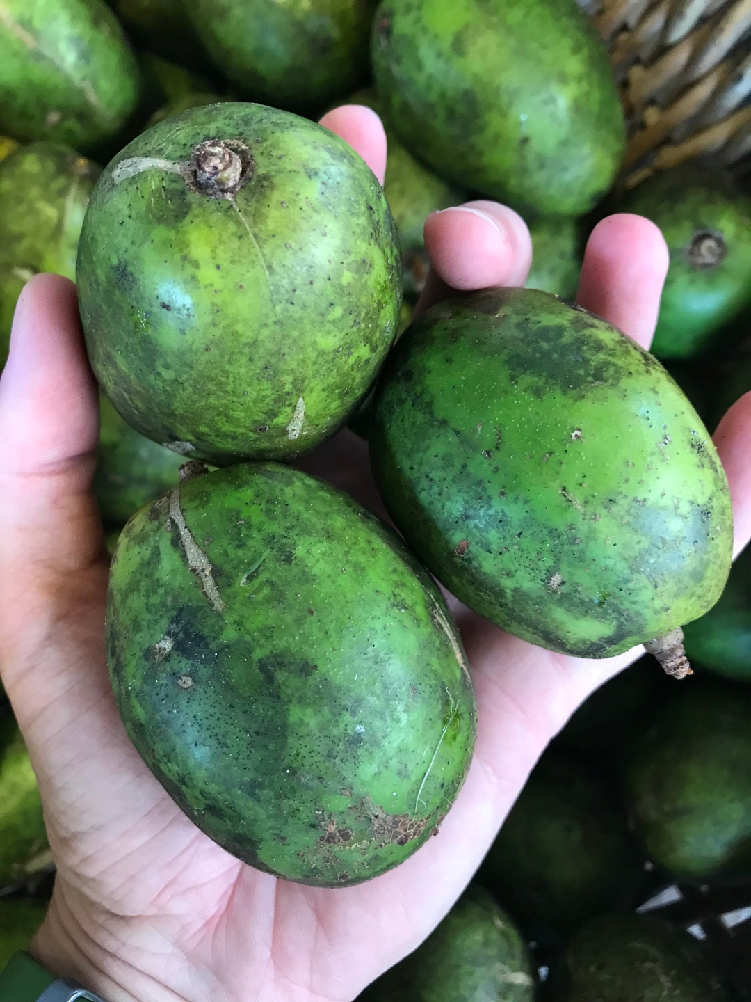 June Plums // Ambarella — Fresh Tropical Fruit — LAST CALL! - Etsy