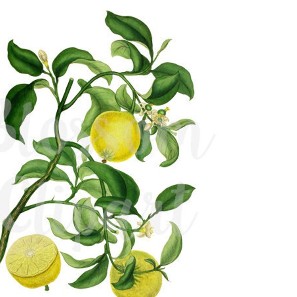 Botanical Clip Art - Etsy