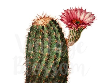 Cactus Clip Art Vintage Botanical Illustration beehive - Etsy