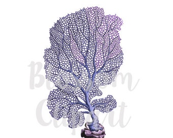 Vintage Sea Life Shell Clip Art for Invitations, Collage, Scrapbooking ...