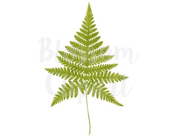 Clip Art Fern Leaf Vintage Leaves Clipart Vintage Graphic PNG | Etsy