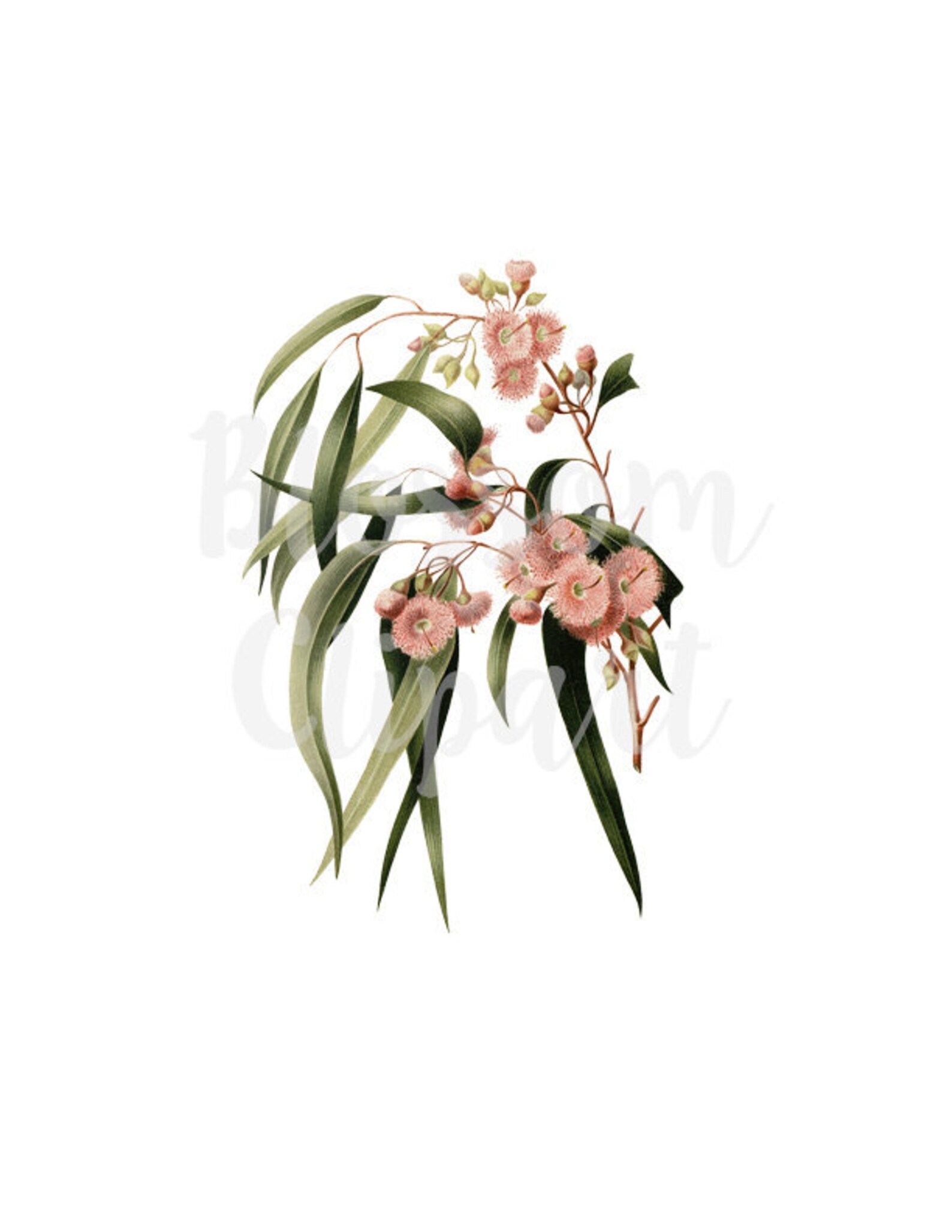 Flower Clipart Botanical Illustration Instant Download Image - Etsy