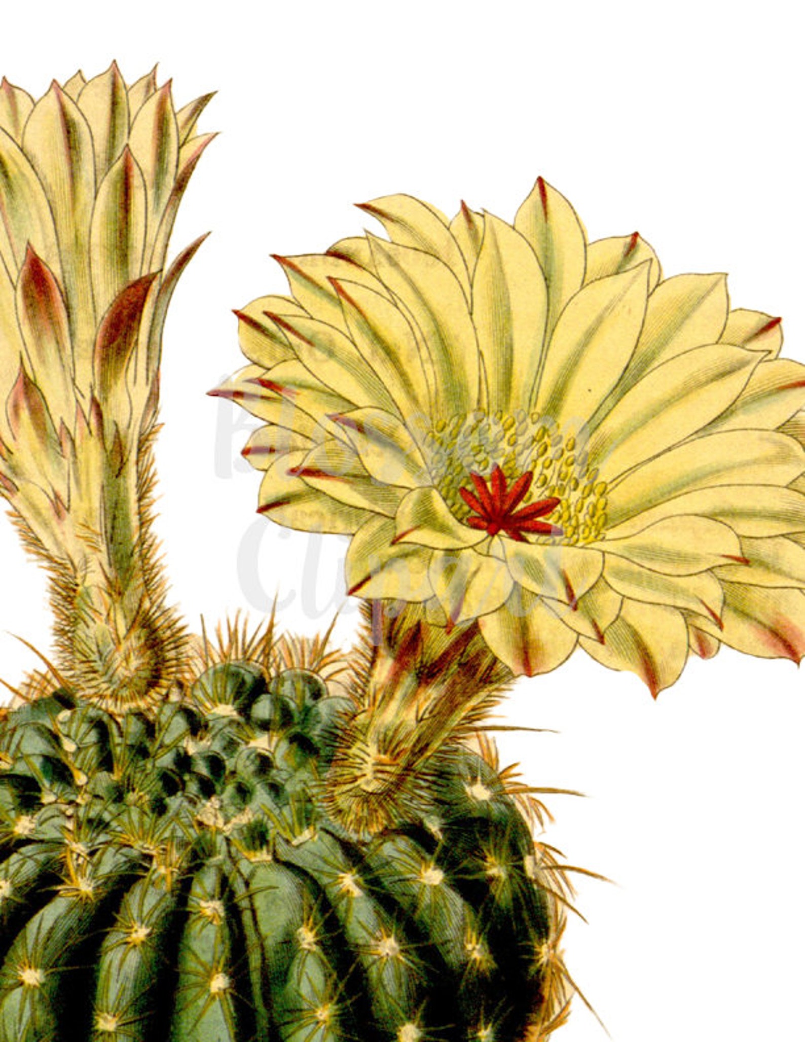 Cacti Clip Art Botanical Clipart Vintage Illustration Digital - Etsy