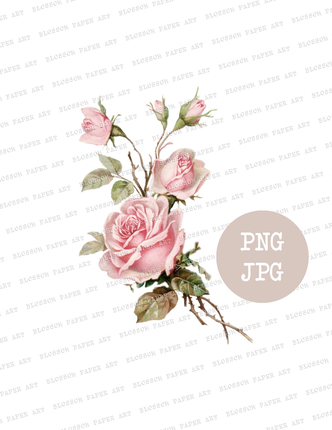 Clipart Rose, Pink Rose, Digital Rose PNG, Vintage Flower Clipart ...