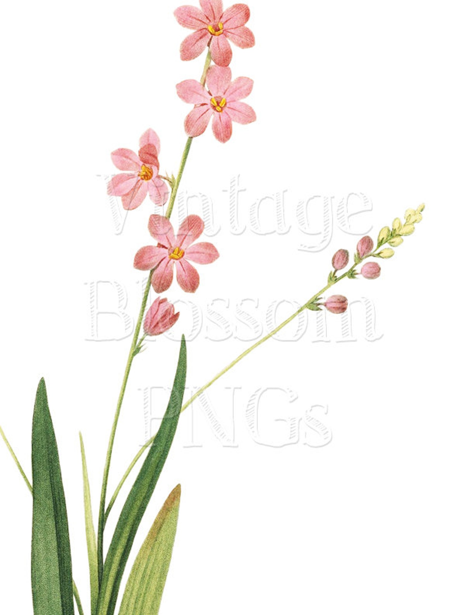 Clipart Flower PNG JPG Botanical Flower Clip Art for - Etsy