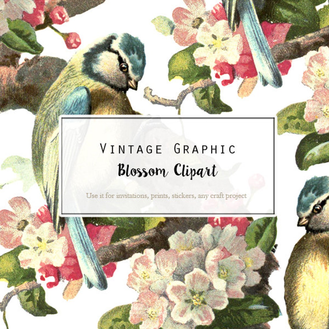 Vintage Bird Clipart Clip Art Bird Vintage Illustration | Etsy