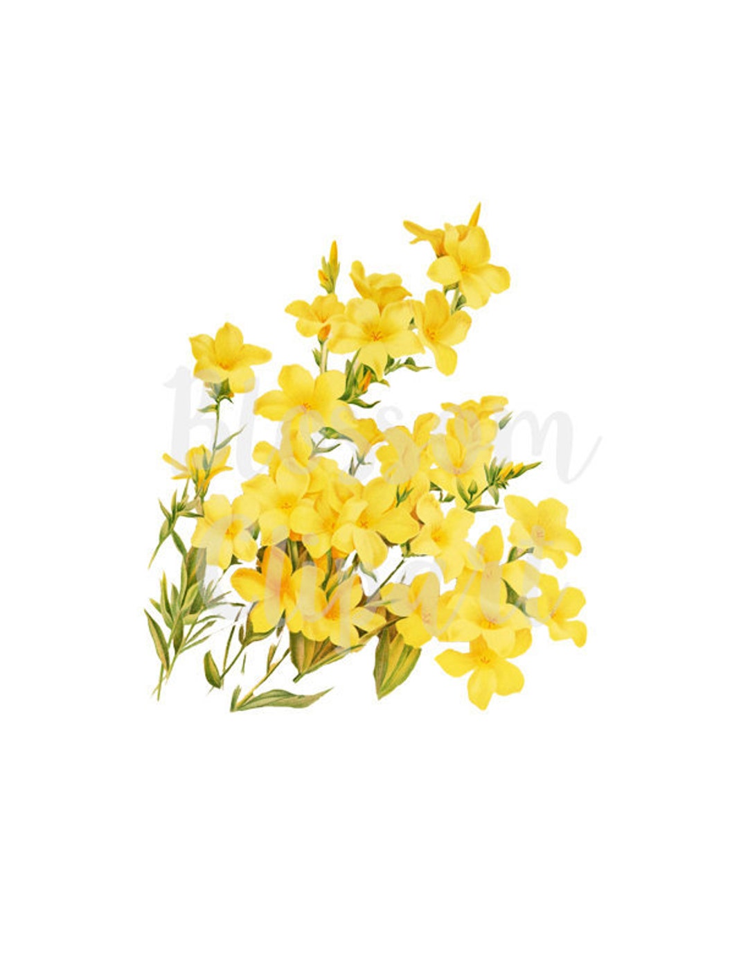 Flower Clip Art Yellow Flowers Digital Download Botanical Art Image for ...