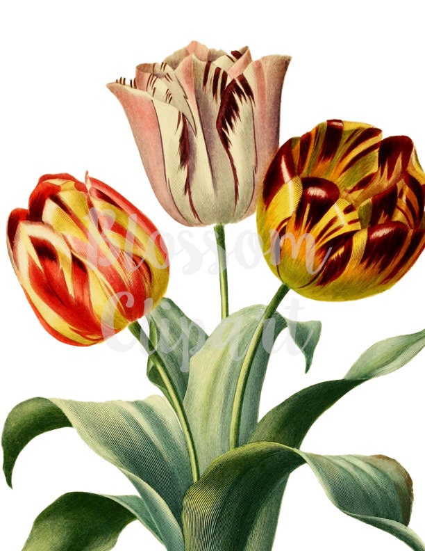 PNG Vintage Flower Clipart Vintage Botanical Clip Art for - Etsy