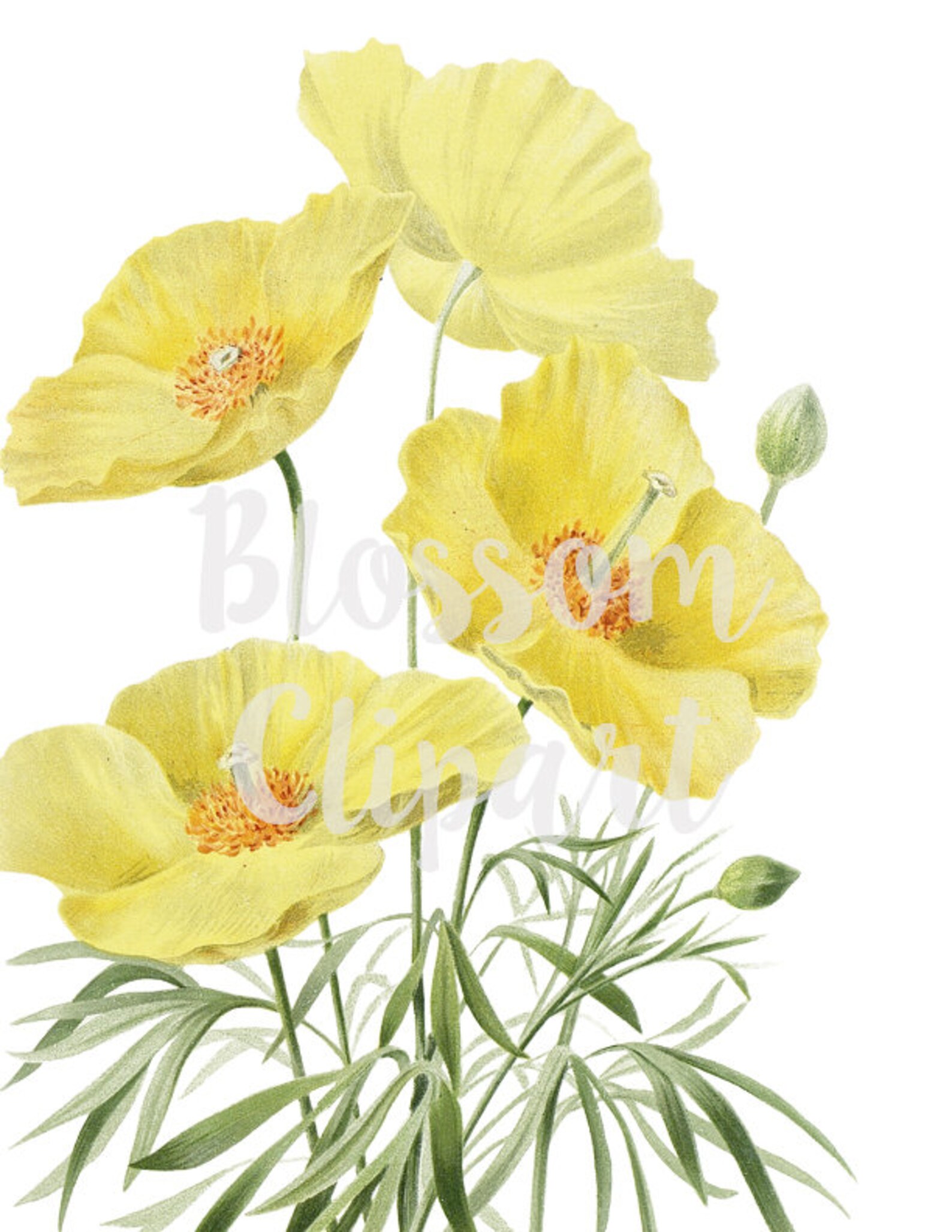 Botanical Illustration Flower Clipart Digital Download Flower - Etsy