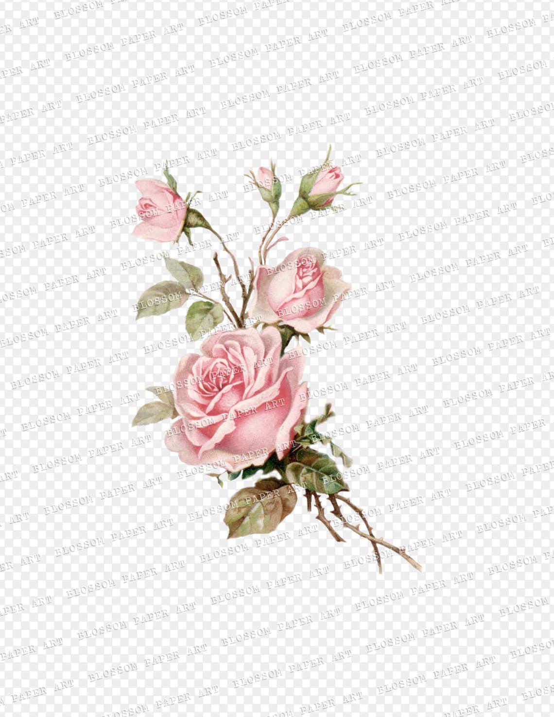 Clipart Rose Pink Rose Digital Rose PNG Vintage Flower - Etsy