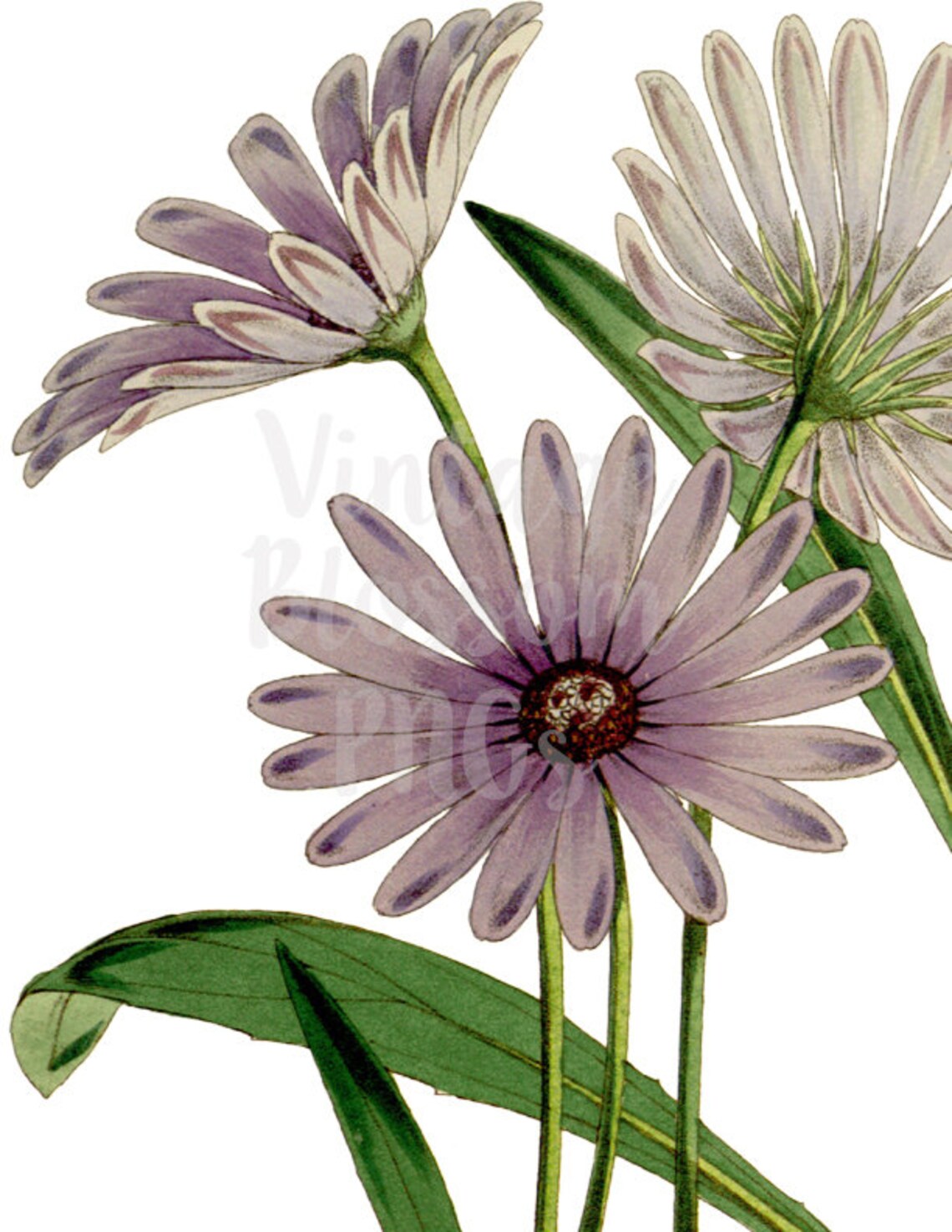 Floral Clipart Digital Download Daisy Flower Clip Art for - Etsy