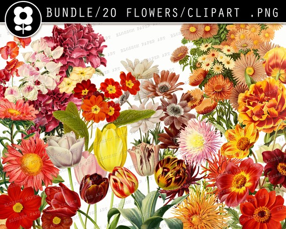 VINTAGE FLOWERS Clipart Vintage Flowers Clipart Bundle PNG - Etsy Canada