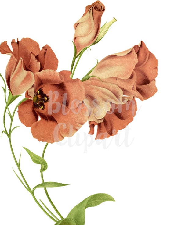 Contrived Clipart Flower