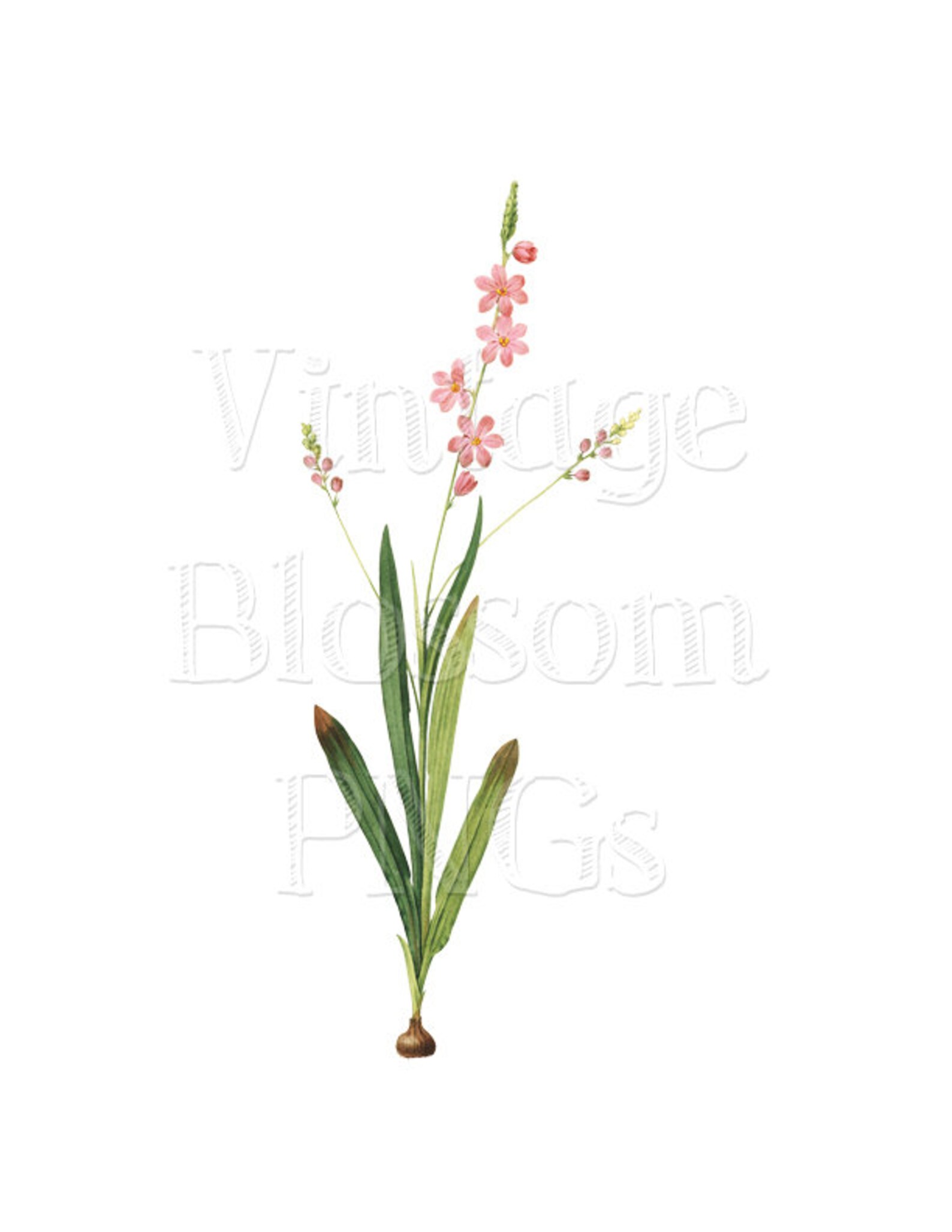 Clipart Flower PNG JPG Botanical Flower Clip Art for - Etsy