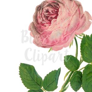 Download Shabby Chic Rose Clip Art, Digital Download Rose Clipart for ...
