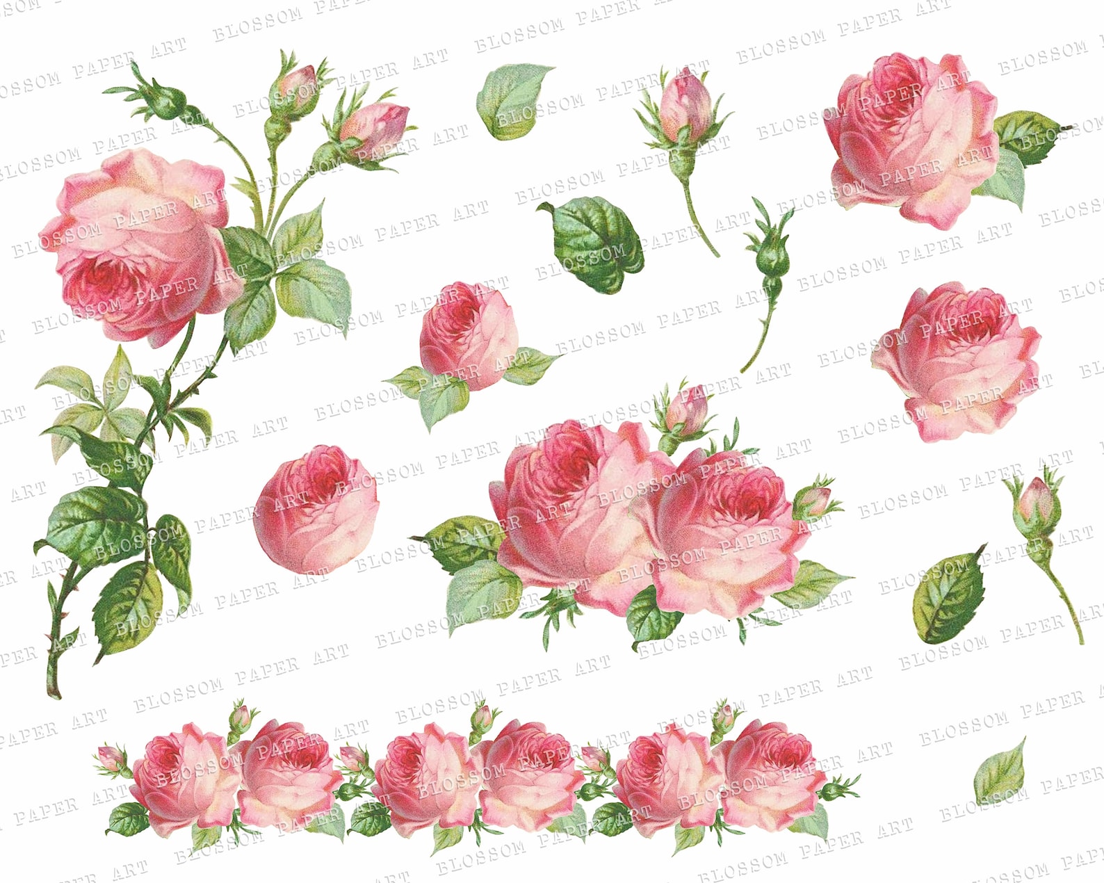 Pink Rose Clipart Set Vintage Rose PNG Digital Roses - Etsy
