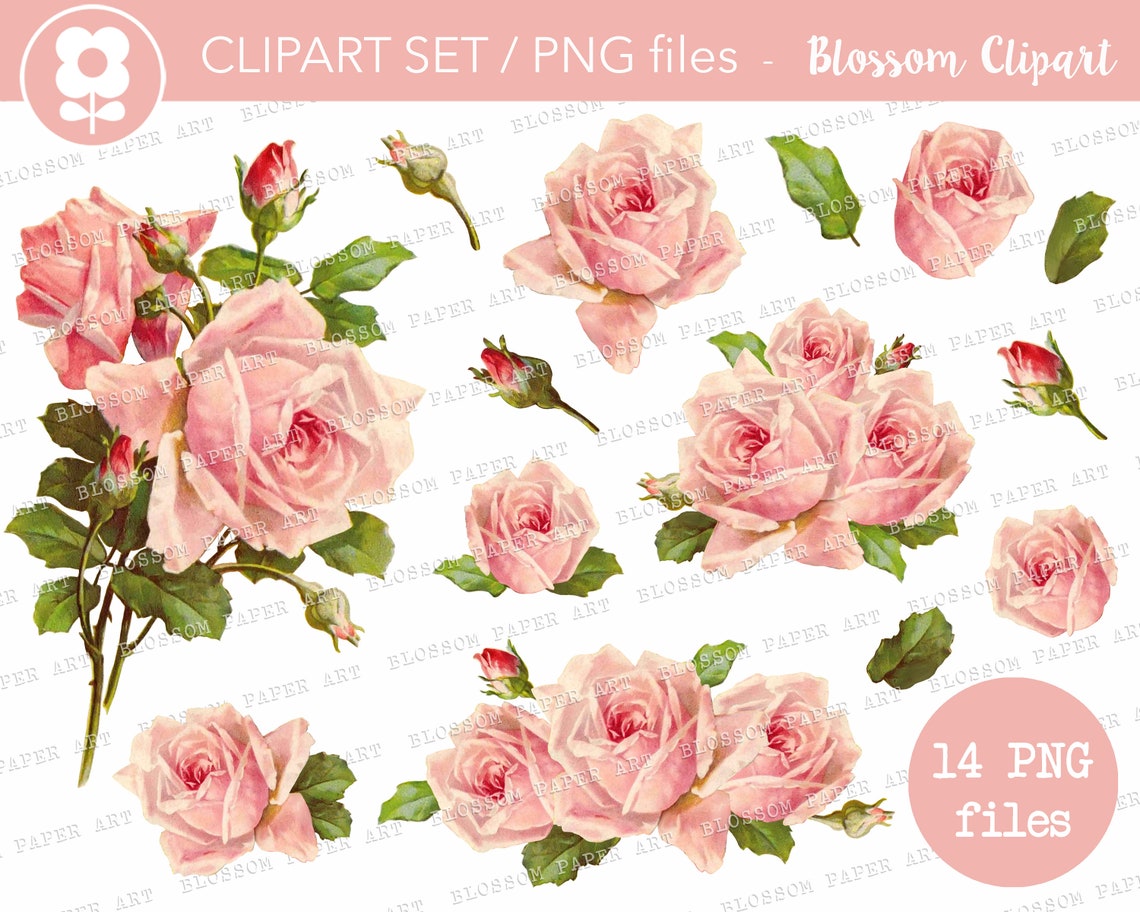 Pink Roses Clipart Set PNG Rose Digital Vintage Flower | Etsy