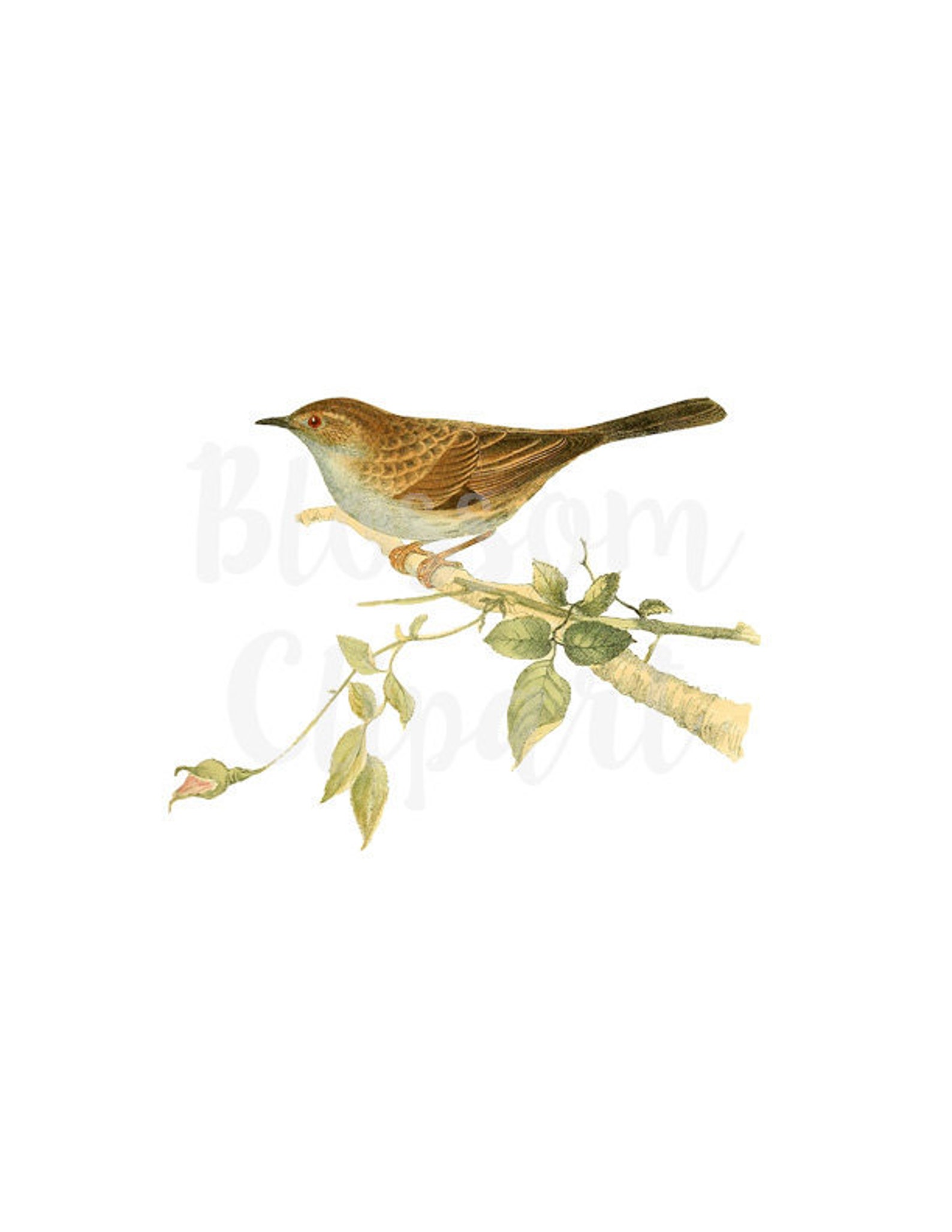 Bird Illustration Vintage Bird Clip Art for Invitations - Etsy