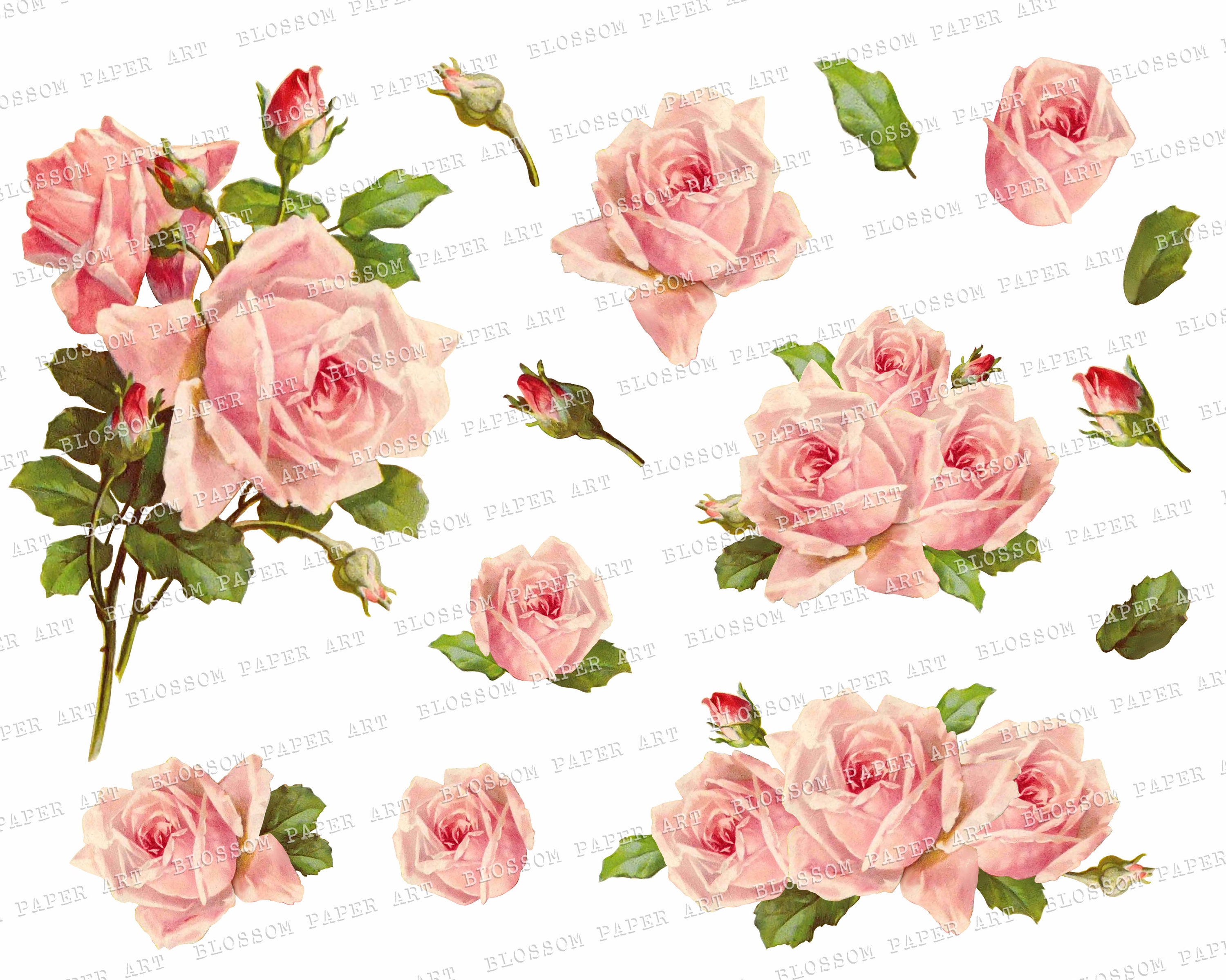 Pink Roses Clipart Set PNG Rose Digital Vintage Flower | Etsy