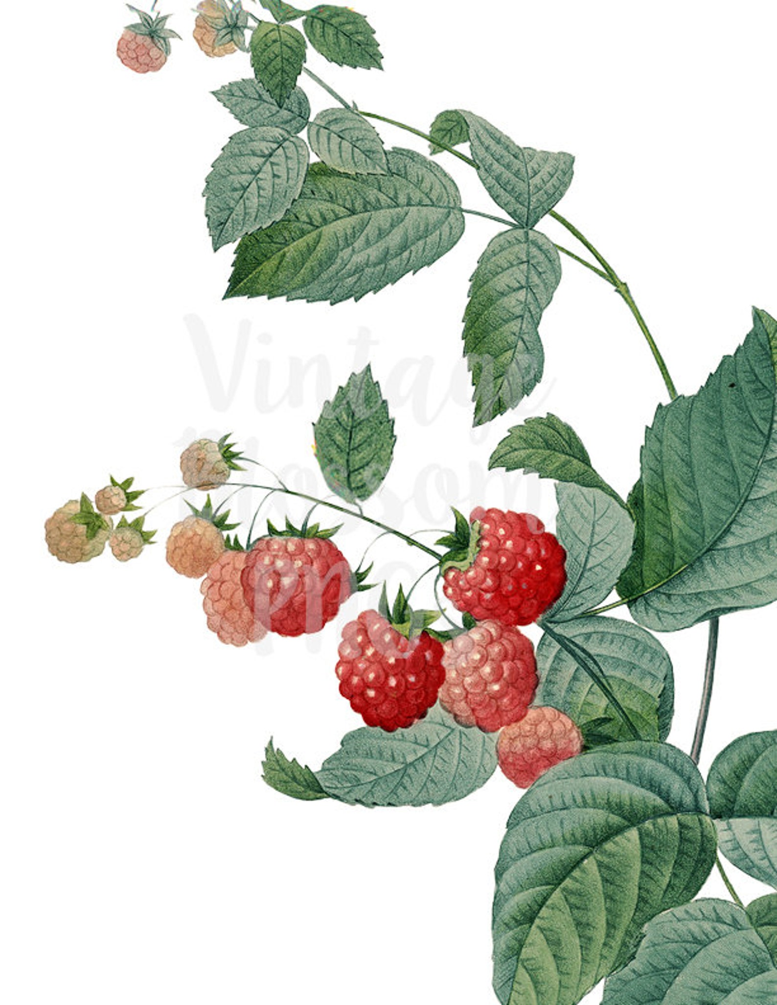 Raspberry Clipart Raspberries Digital Download Vintage - Etsy