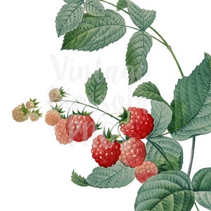 Raspberry Clipart Raspberries Digital Download Vintage - Etsy