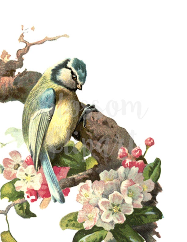 Vintage Bird Clipart Clip Art Bird Vintage Illustration - Etsy