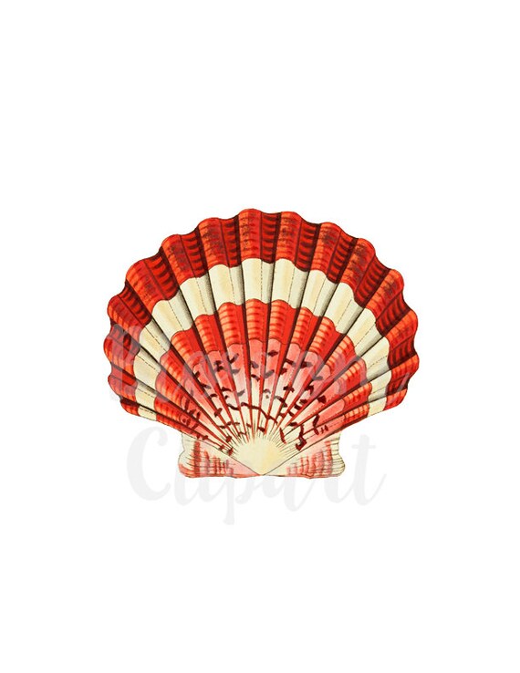 Seashell Clipart Vintage Graphic Clipart Illustration Digital | Etsy Canada