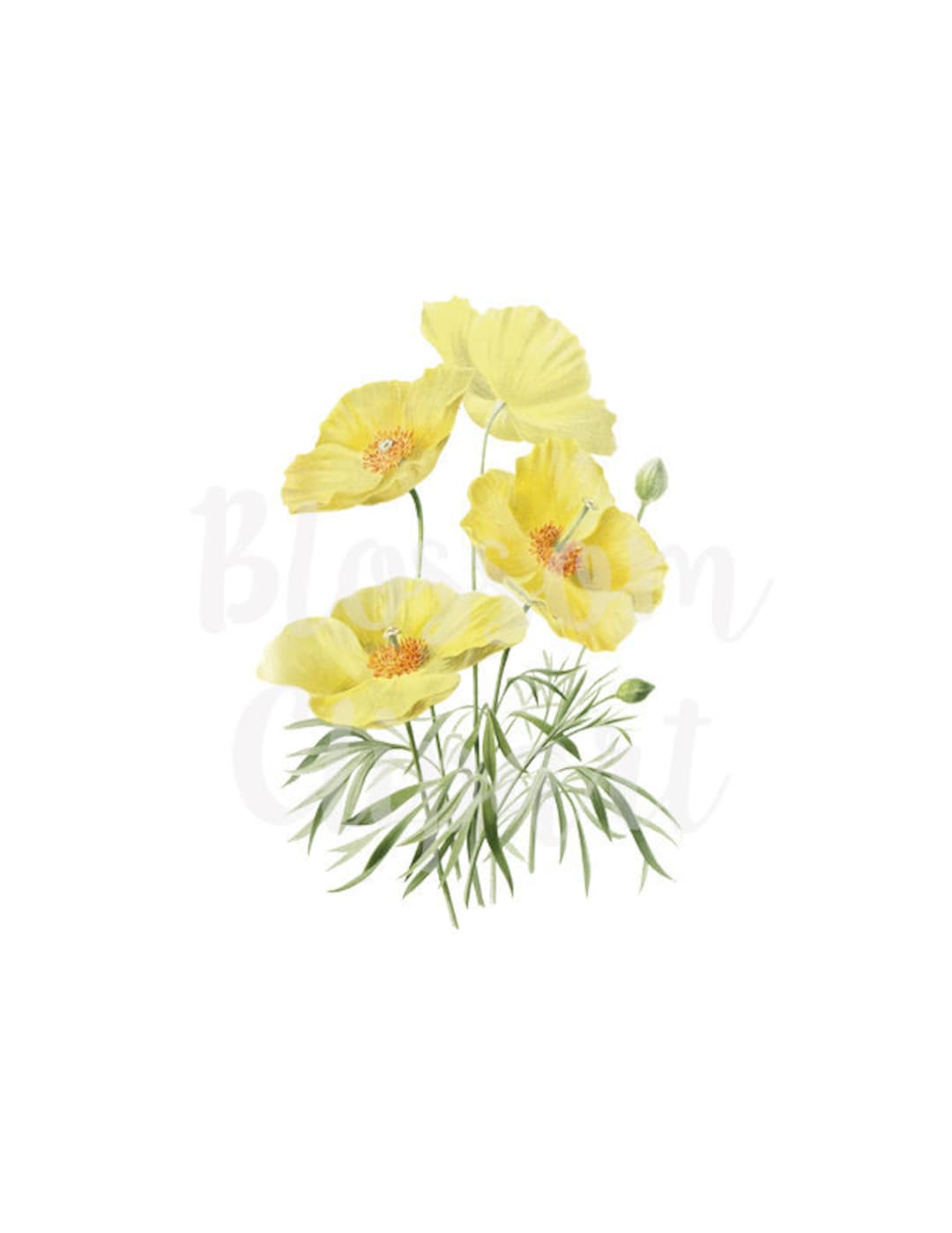 Botanical Illustration Flower Clipart Digital Download Flower - Etsy
