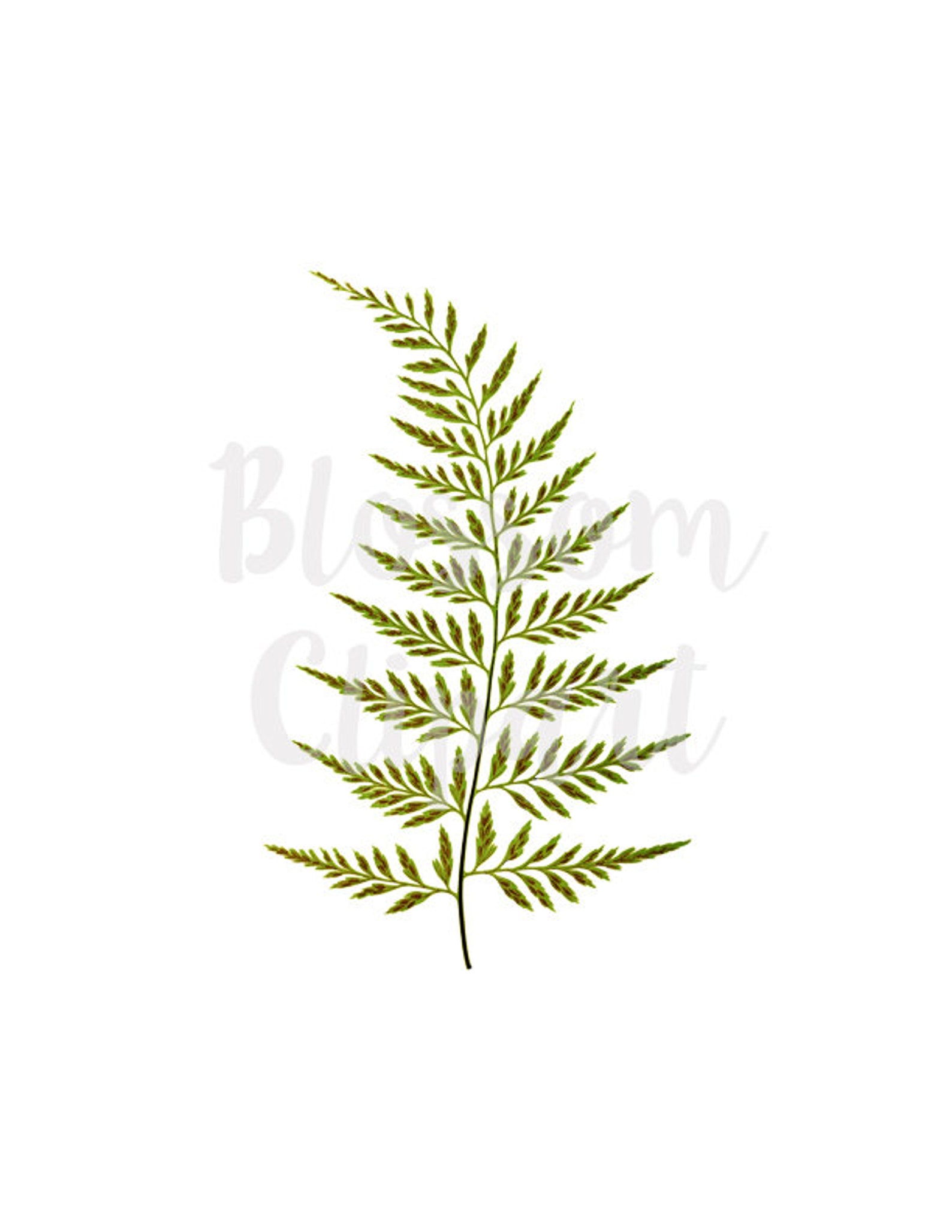 Clip Art Fern Leaf Vintage Leaves Clipart Vintage Graphic PNG - Etsy