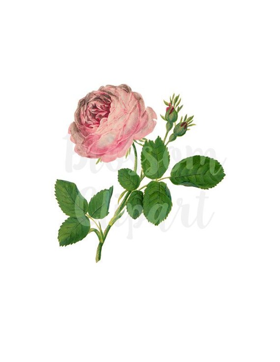 Download Shabby Chic Rose Clip art Digital Download Rose | Etsy