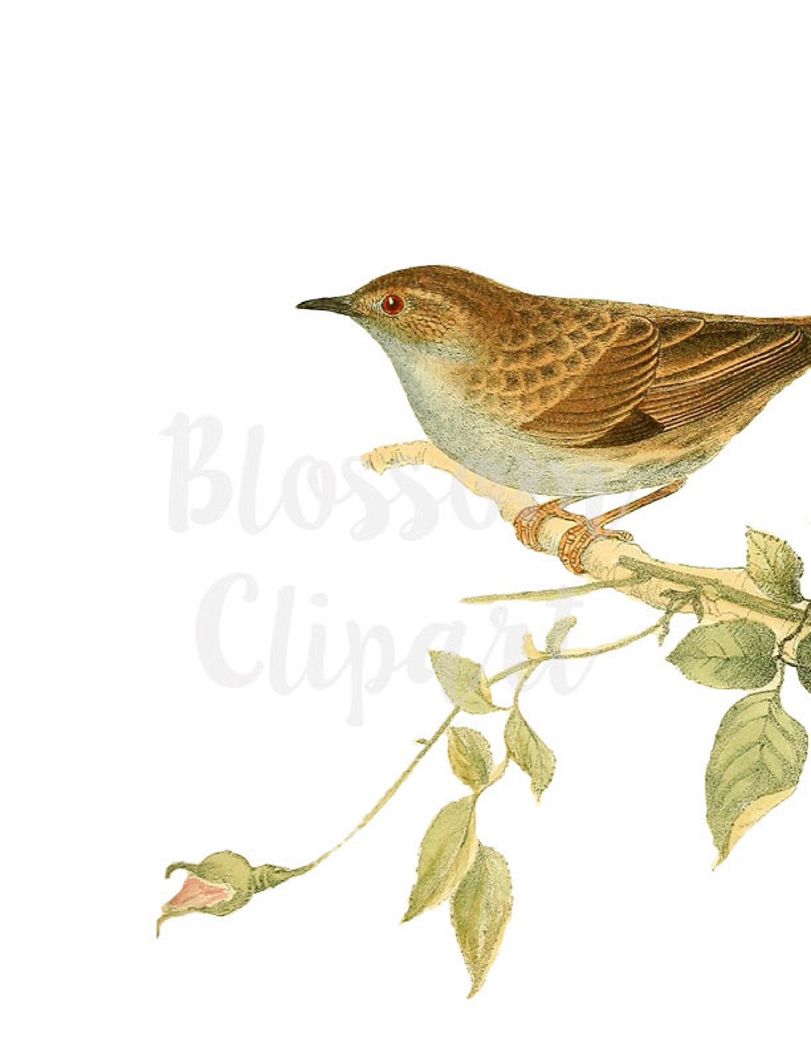 Bird Illustration Vintage Bird Clip Art for Invitations - Etsy